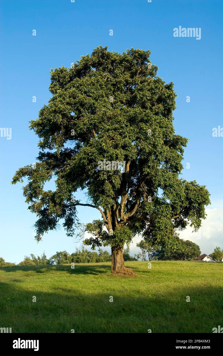Terminalia crenulata roth combretaceae terminalia tomentosa terminalia ...