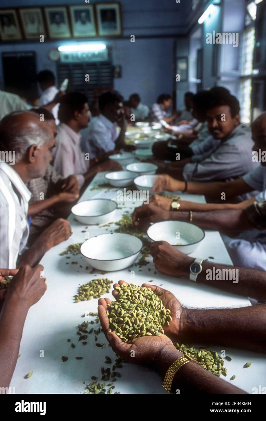 Quality of cardamom being assessed in cardamom auction centre at ...