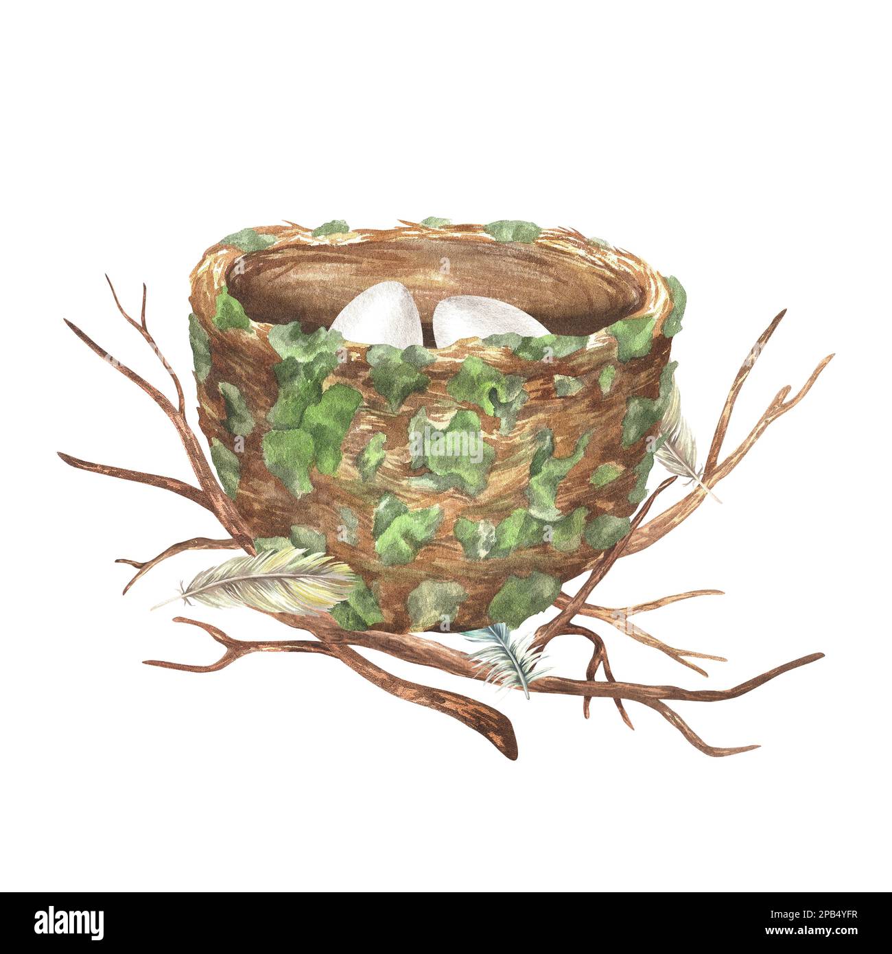 Birds nest with two eggs side view. Watercolor illustration ...