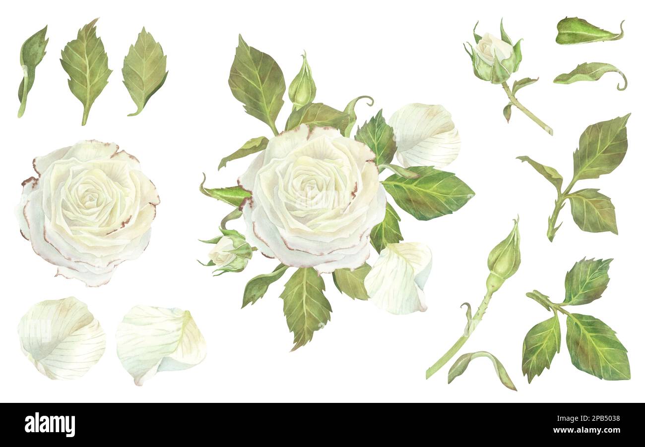 Set of white rose buds and leaves separately. Composition of a flower ...