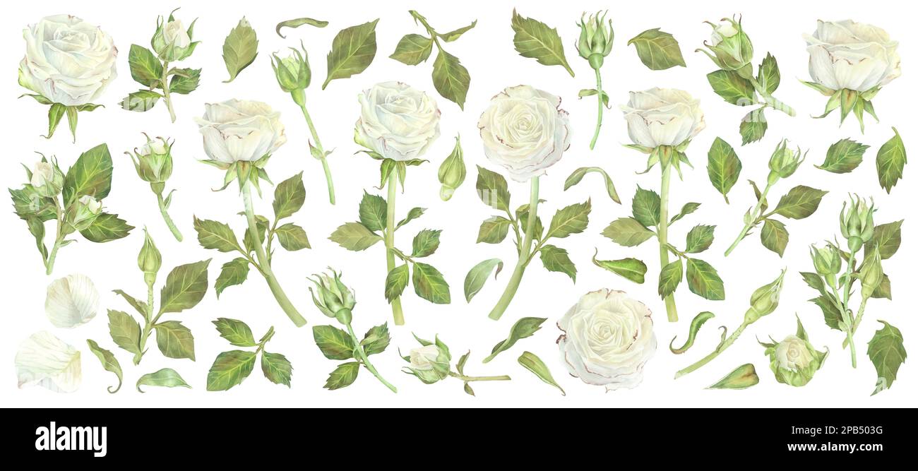 Set of white roses. Buds, leaves, petals. Bunch of flowers. Watercolor illustration. Isolated on ...
