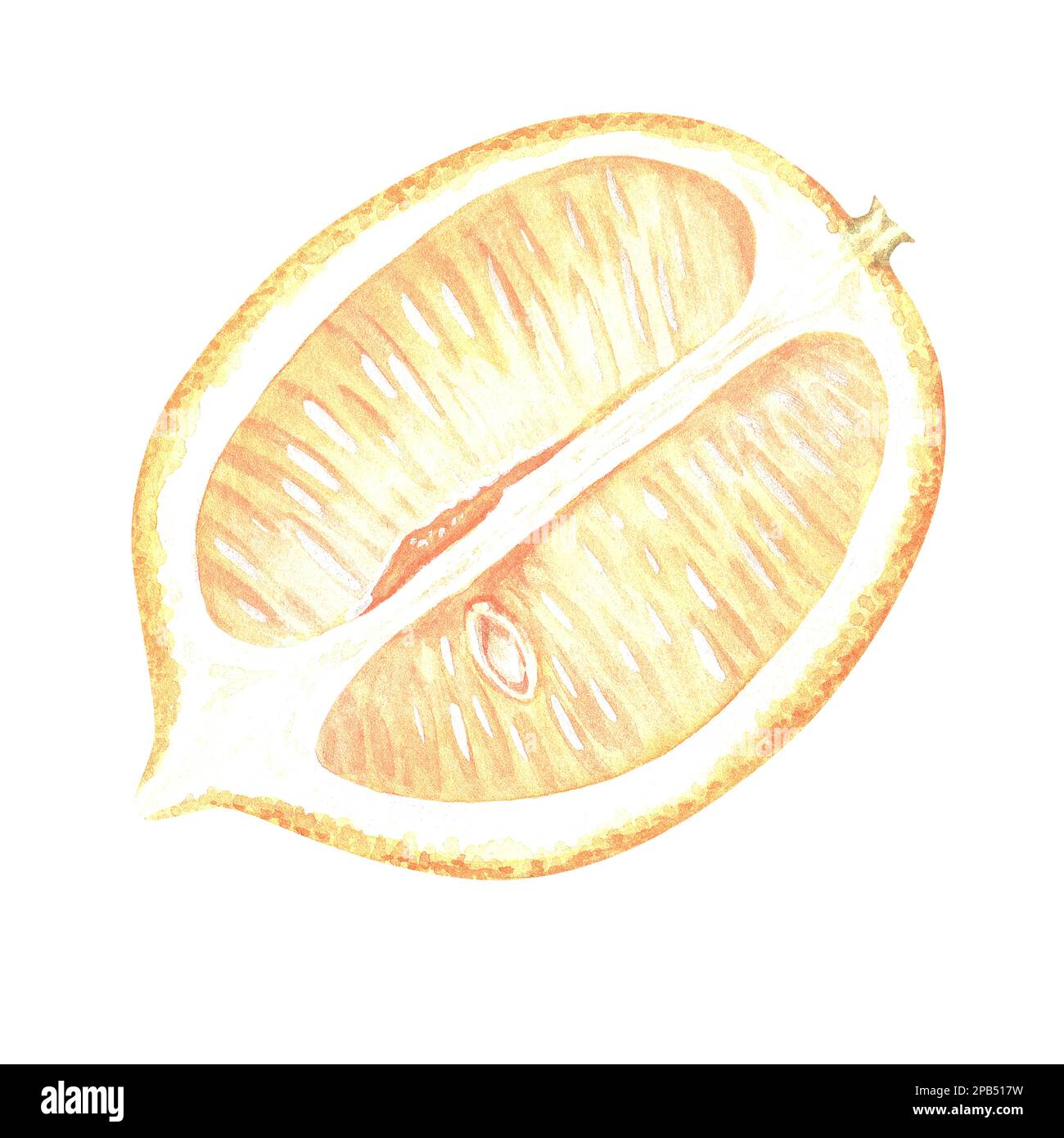Longitudinally cut lemon. Half a citrus. Watercolor illustration ...