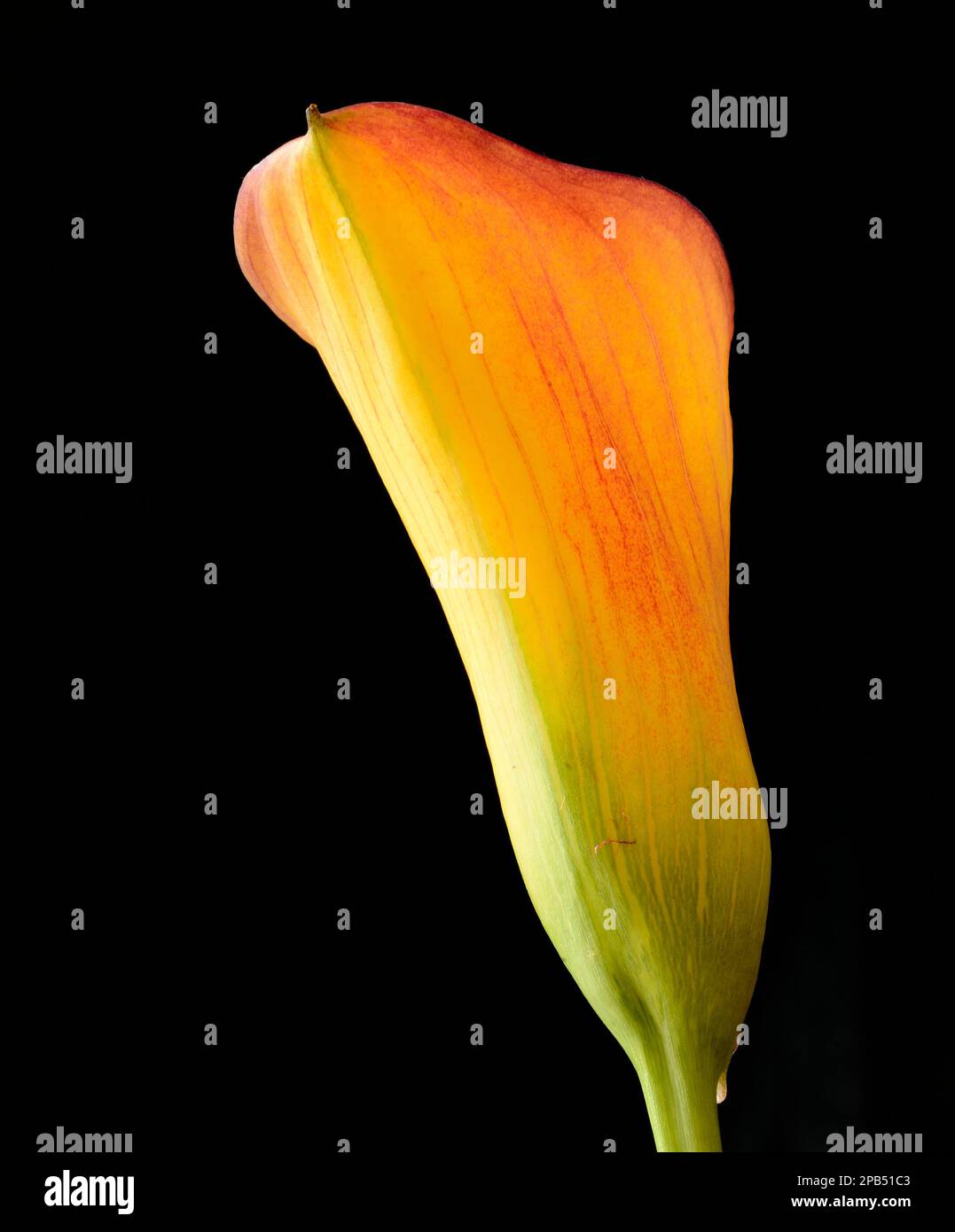 Single yellow calla lily on a black background Stock Photo - Alamy