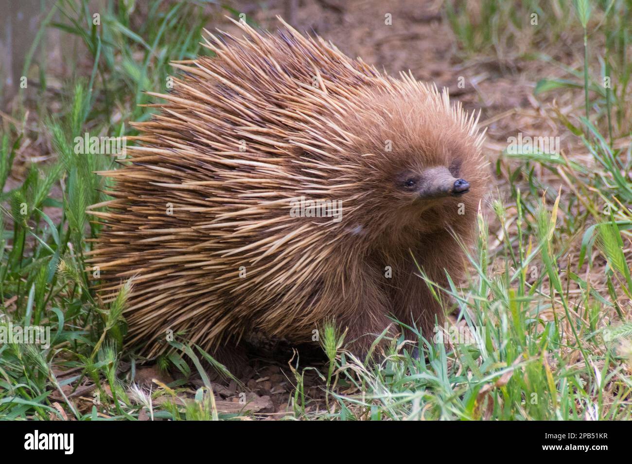Spiny ant eater hi-res stock photography and images - Alamy