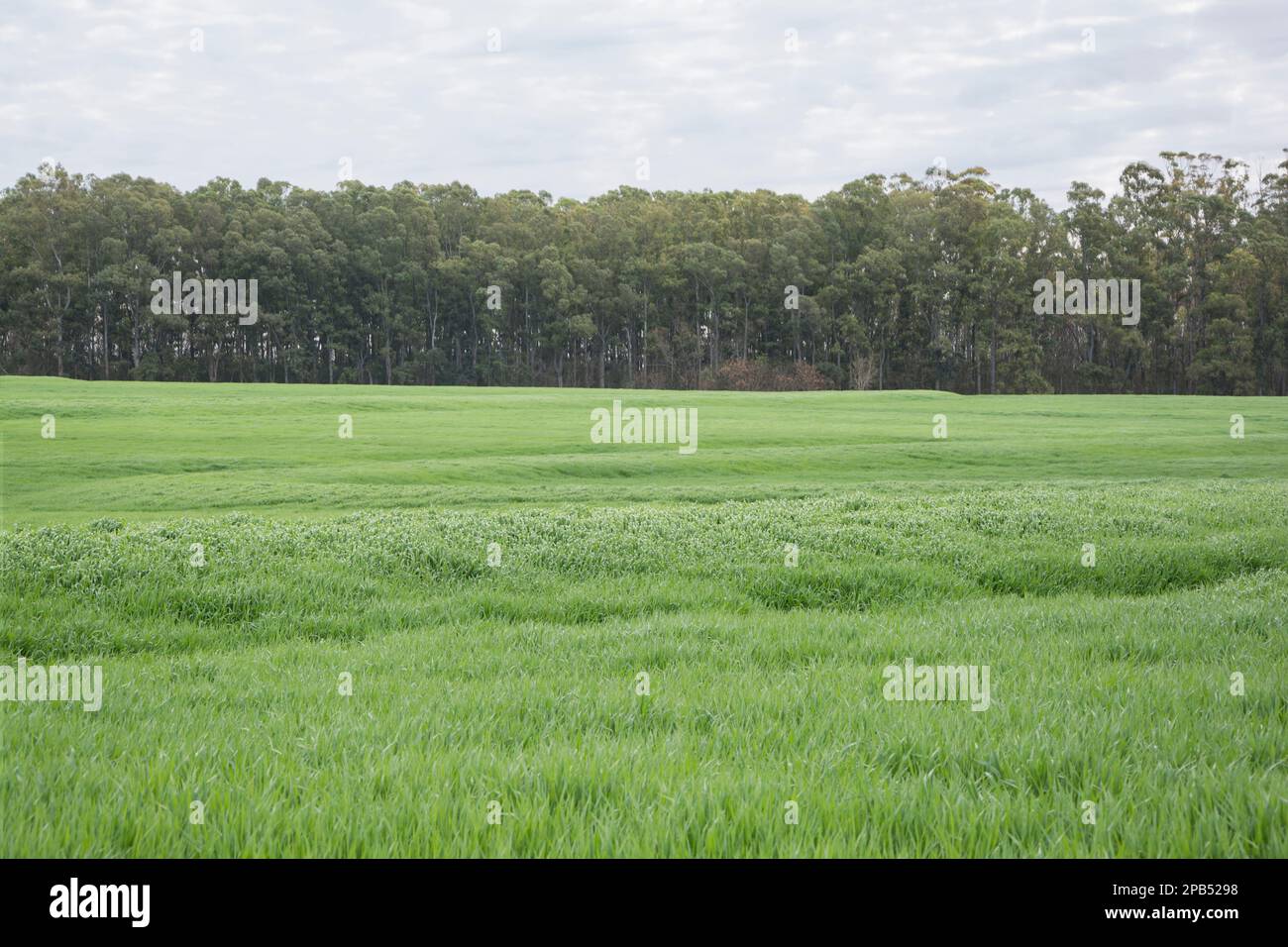 Rational grazing hi-res stock photography and images - Alamy
