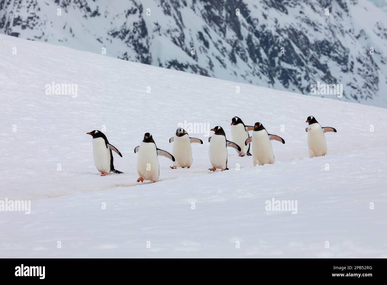 Penguin skiing hi-res stock photography and images - Alamy