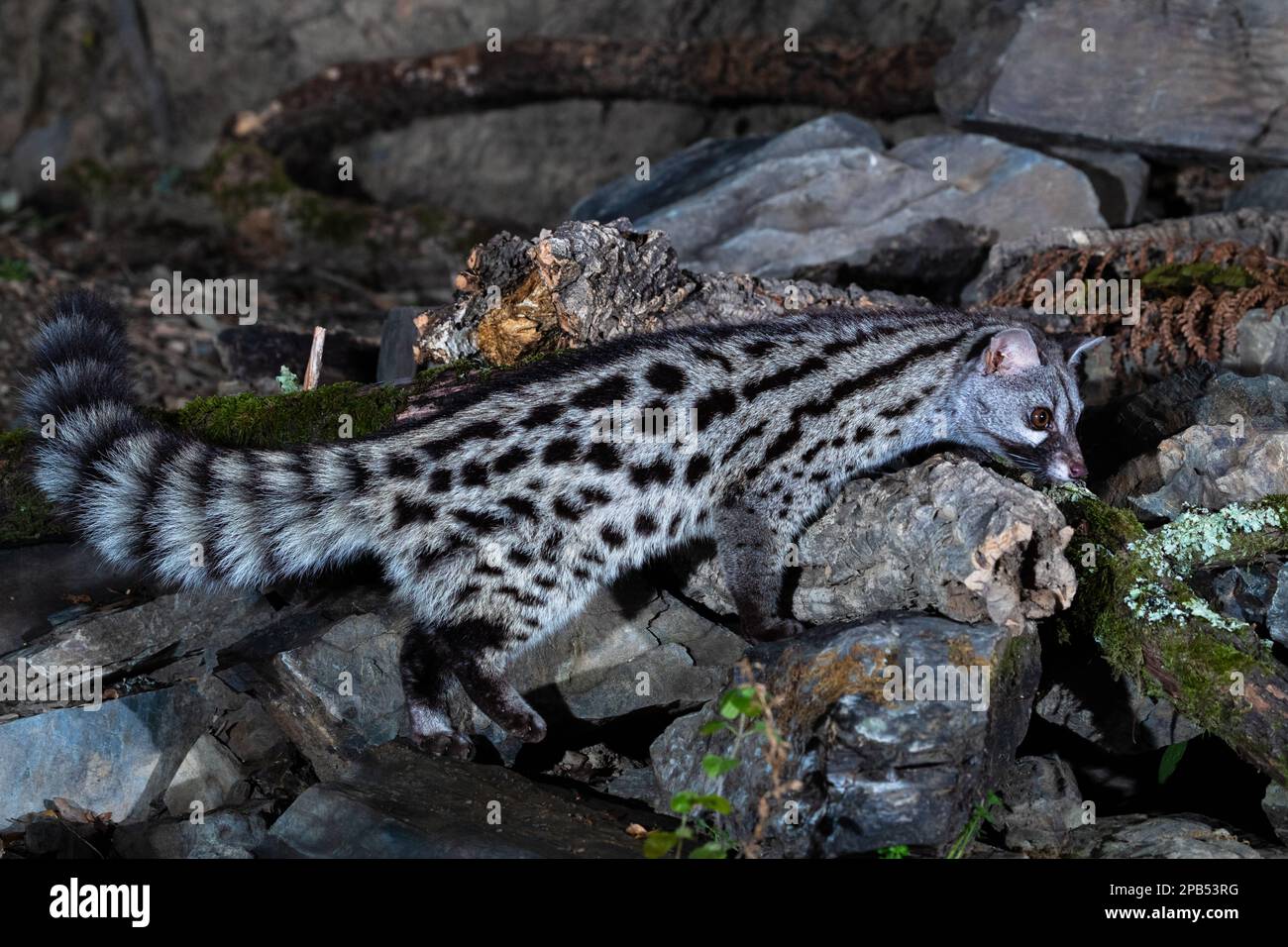 Common genet (Genetta genetta) at night, Montseny, Catalonia, Spain ...