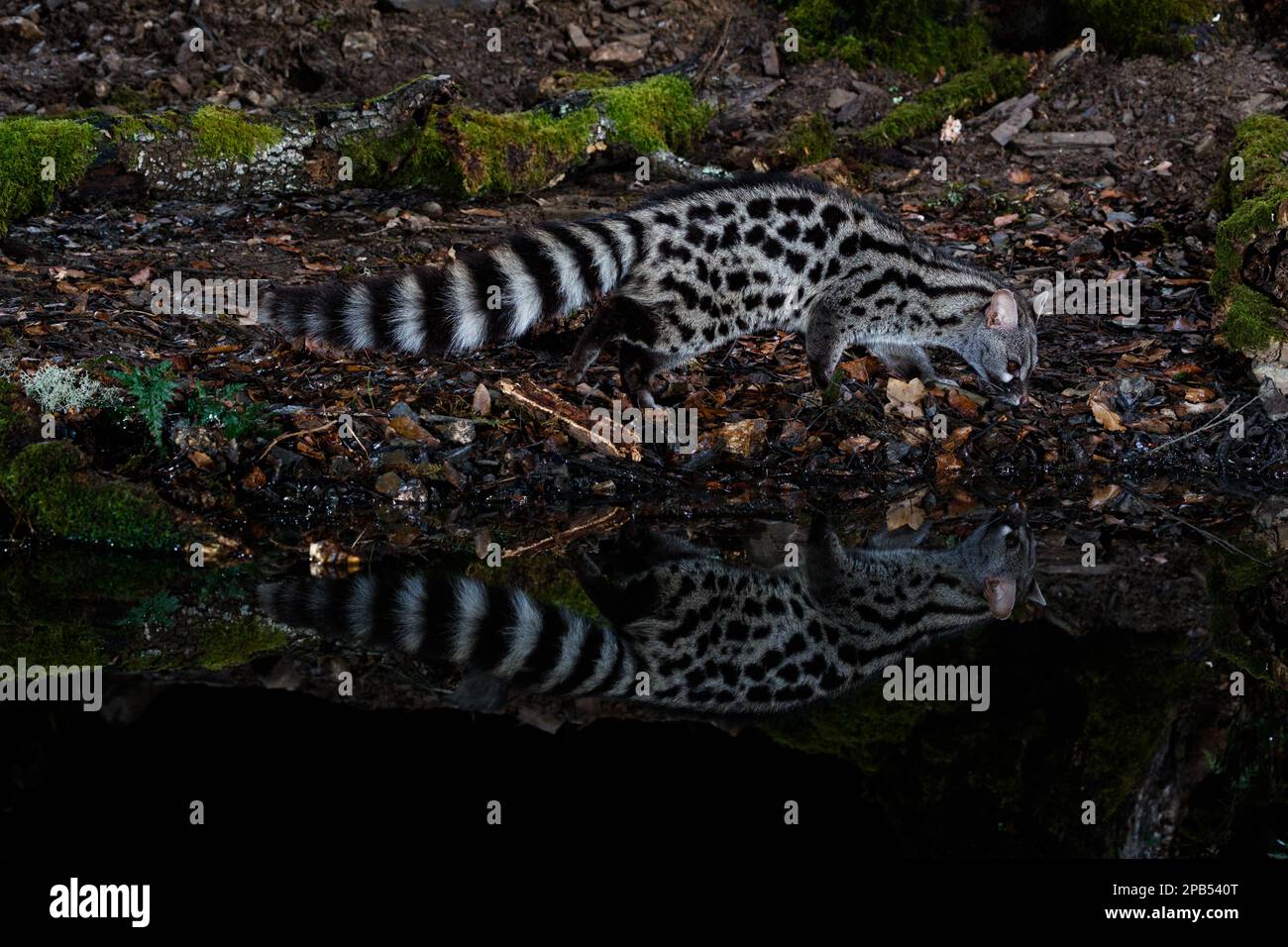 Common genet (Genetta genetta) at night, Montseny, Catalonia, Spain ...