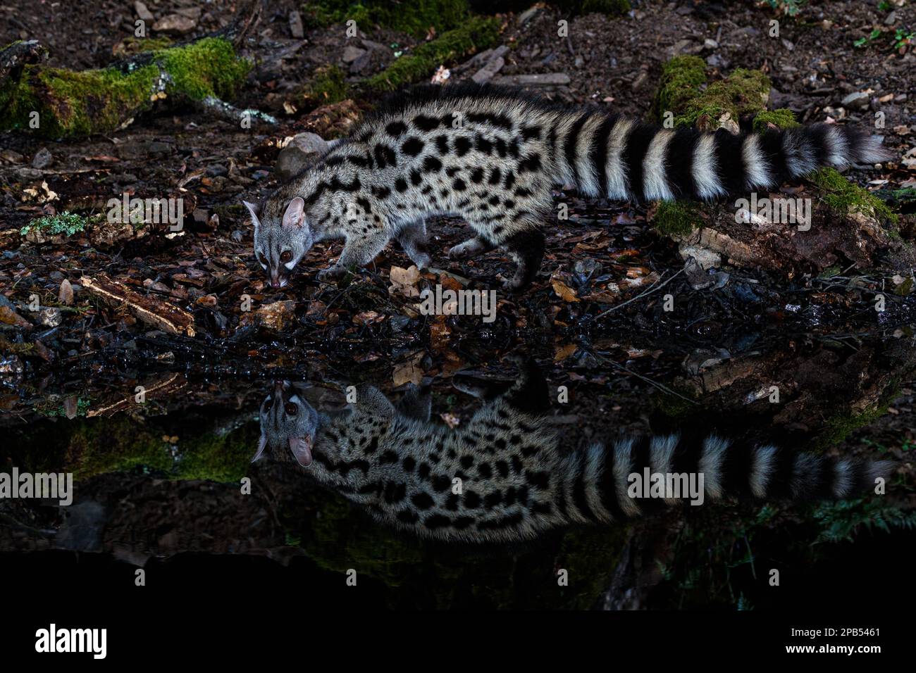 Common genet (Genetta genetta) at night, Montseny, Catalonia, Spain ...