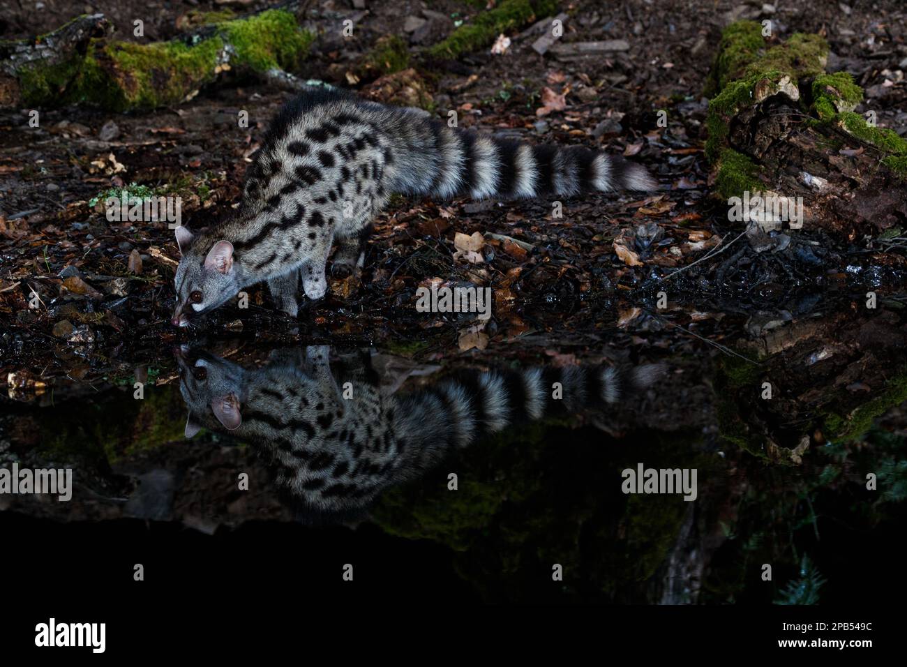 Common genet (Genetta genetta) at night, Montseny, Catalonia, Spain ...