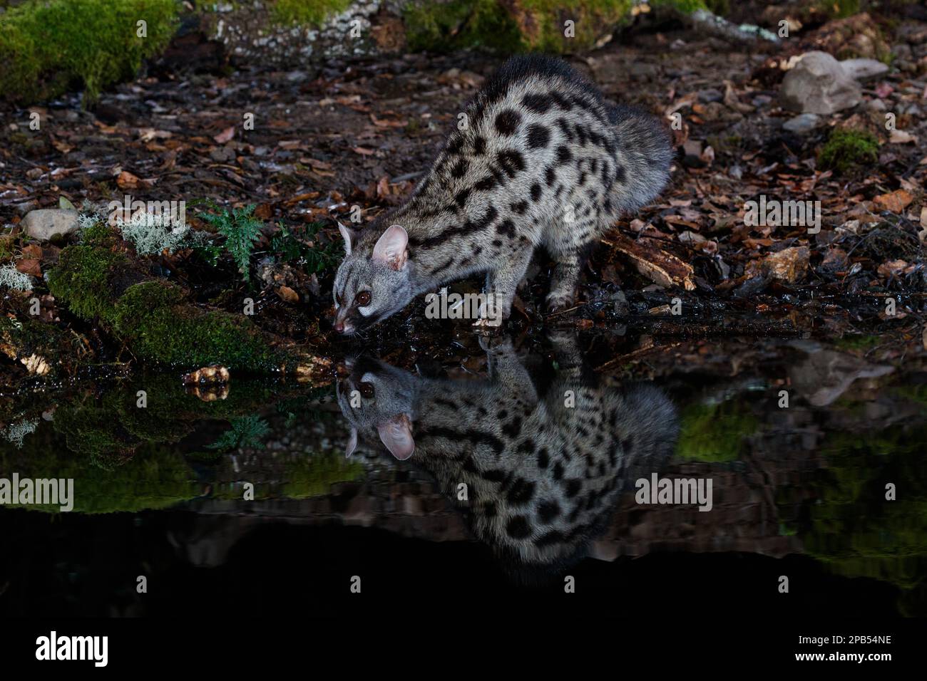 Common genet (Genetta genetta) at night, Montseny, Catalonia, Spain ...