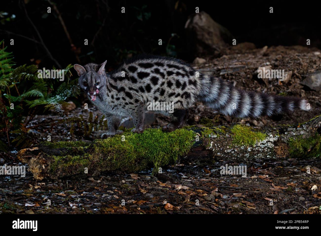 Common genet (Genetta genetta) at night, Montseny, Catalonia, Spain ...