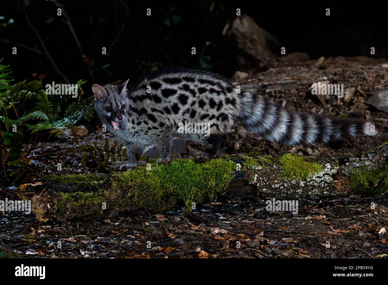 Common genet (Genetta genetta) at night, Montseny, Catalonia, Spain ...