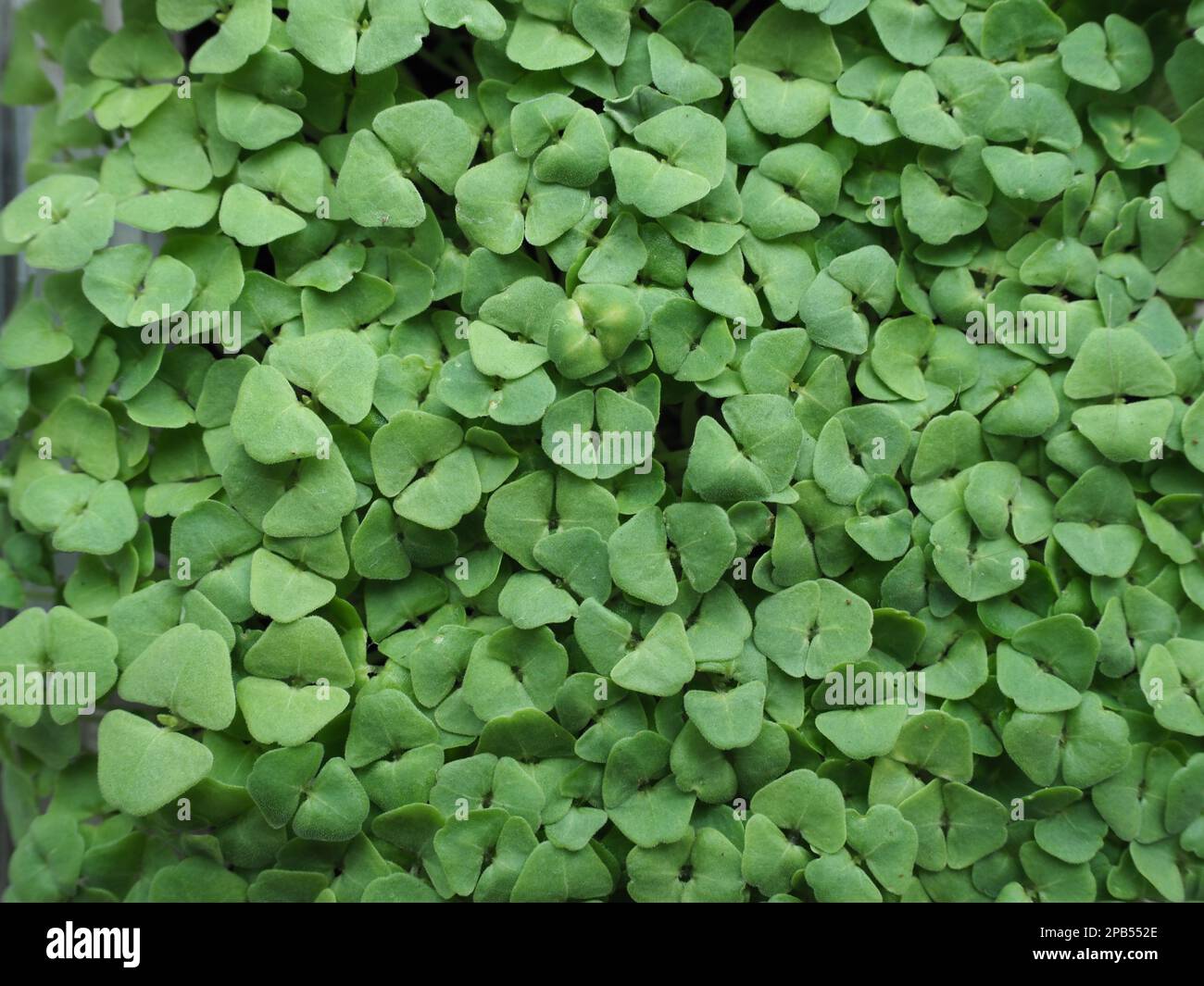 Chia plant hi-res stock photography and images - Alamy