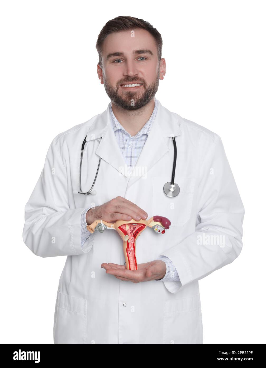 Doctor demonstrating model of female reproductive system on white ...