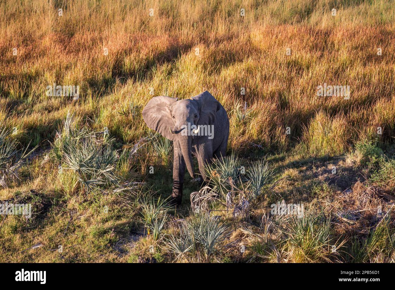 Aerial view of an Elephant bull (Loxodonta africana) from above. Wild ...