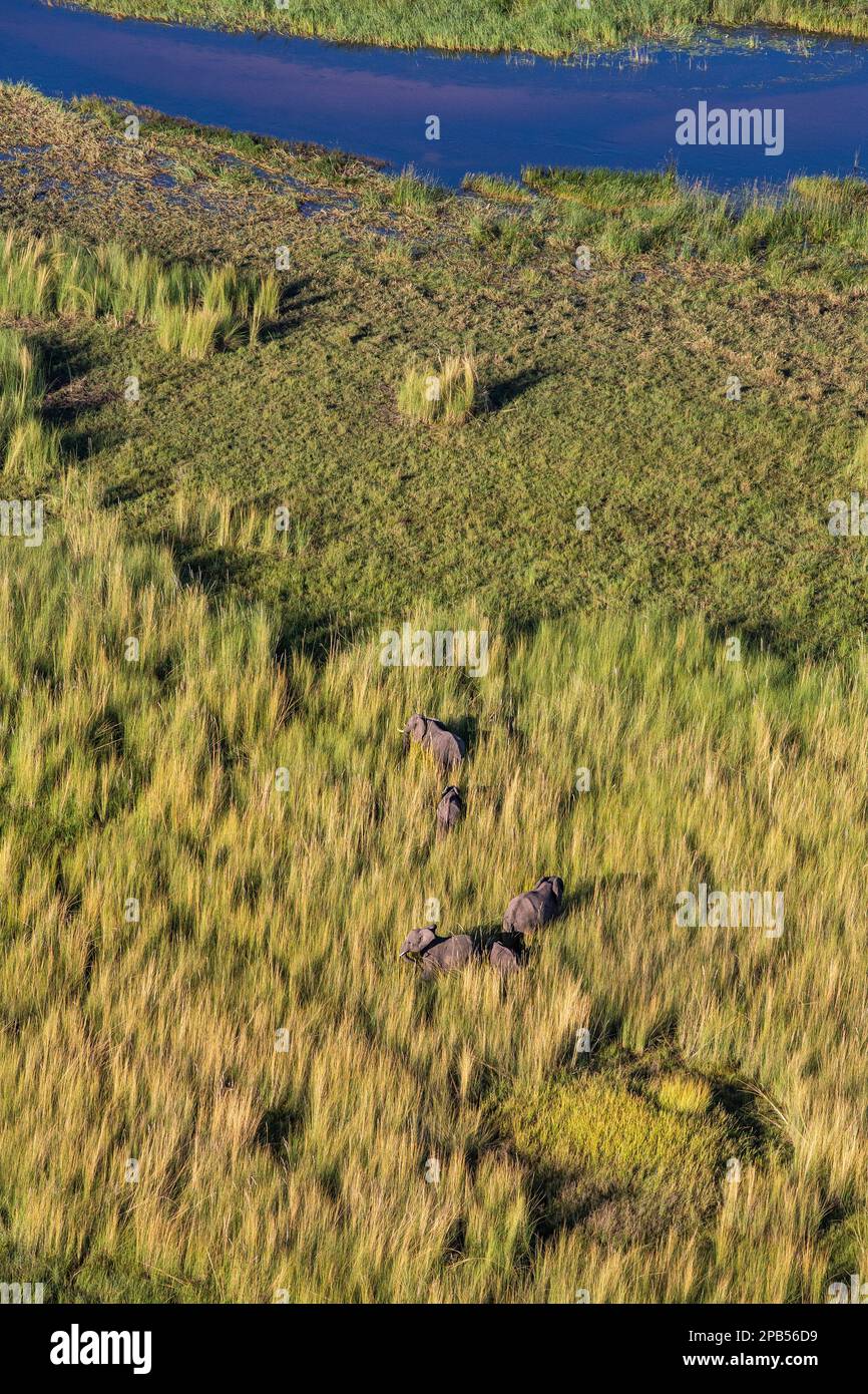 Aerial view of an Elephant bull (Loxodonta africana) from above. Drone ...