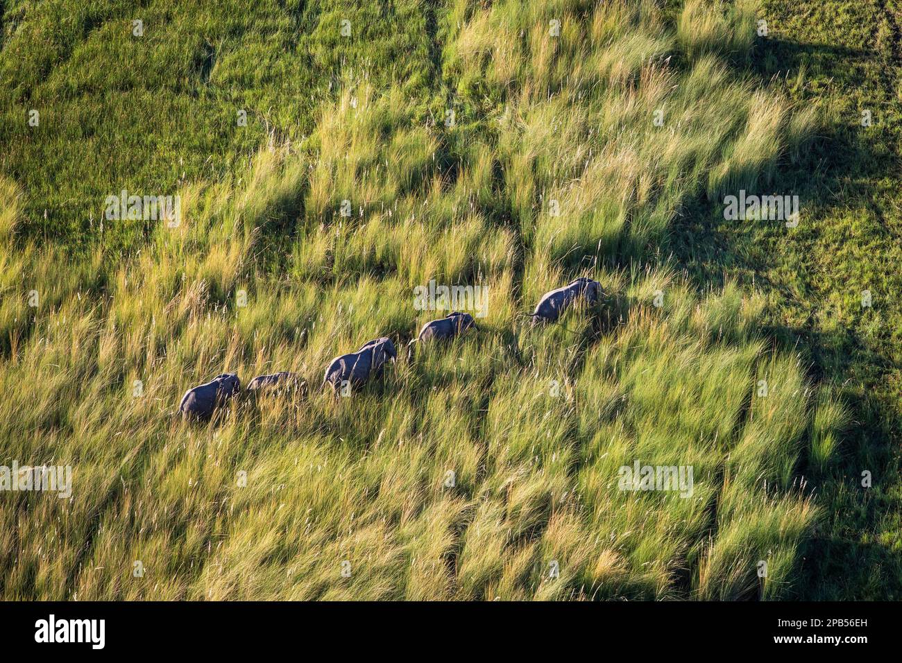 Elephant bull (Loxodonta africana) drone view from above. Aerial view ...