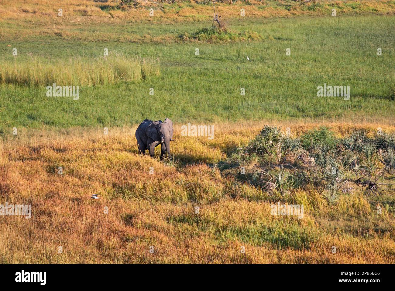 Aerial view of an Elephant bull (Loxodonta africana) from above. Wild ...