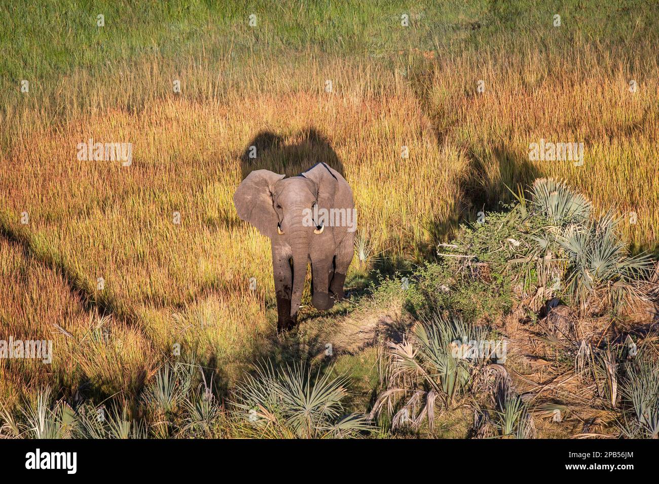 Aerial view of an Elephant bull (Loxodonta africana) from above. Wild ...