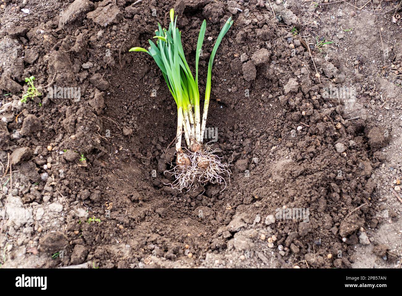 Daffodil bulb flower seedlings with sprouted leaves in an earthen pit ...