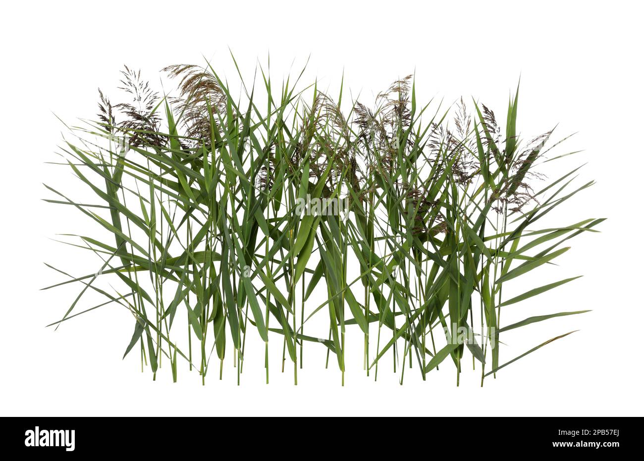 Beautiful reeds with lush green leaves and seed heads on white ...