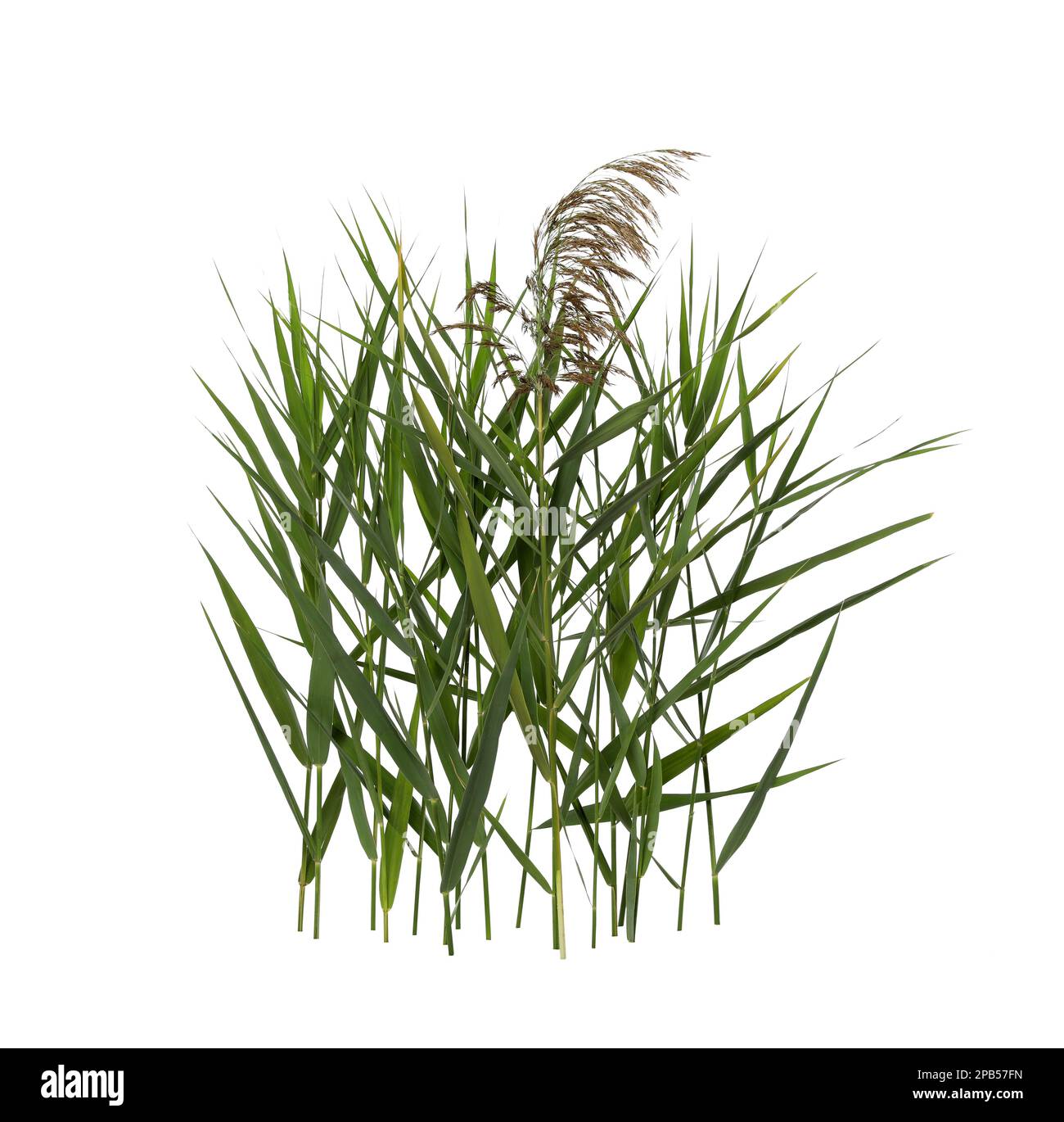 Beautiful reeds with lush green leaves and seed head on white ...