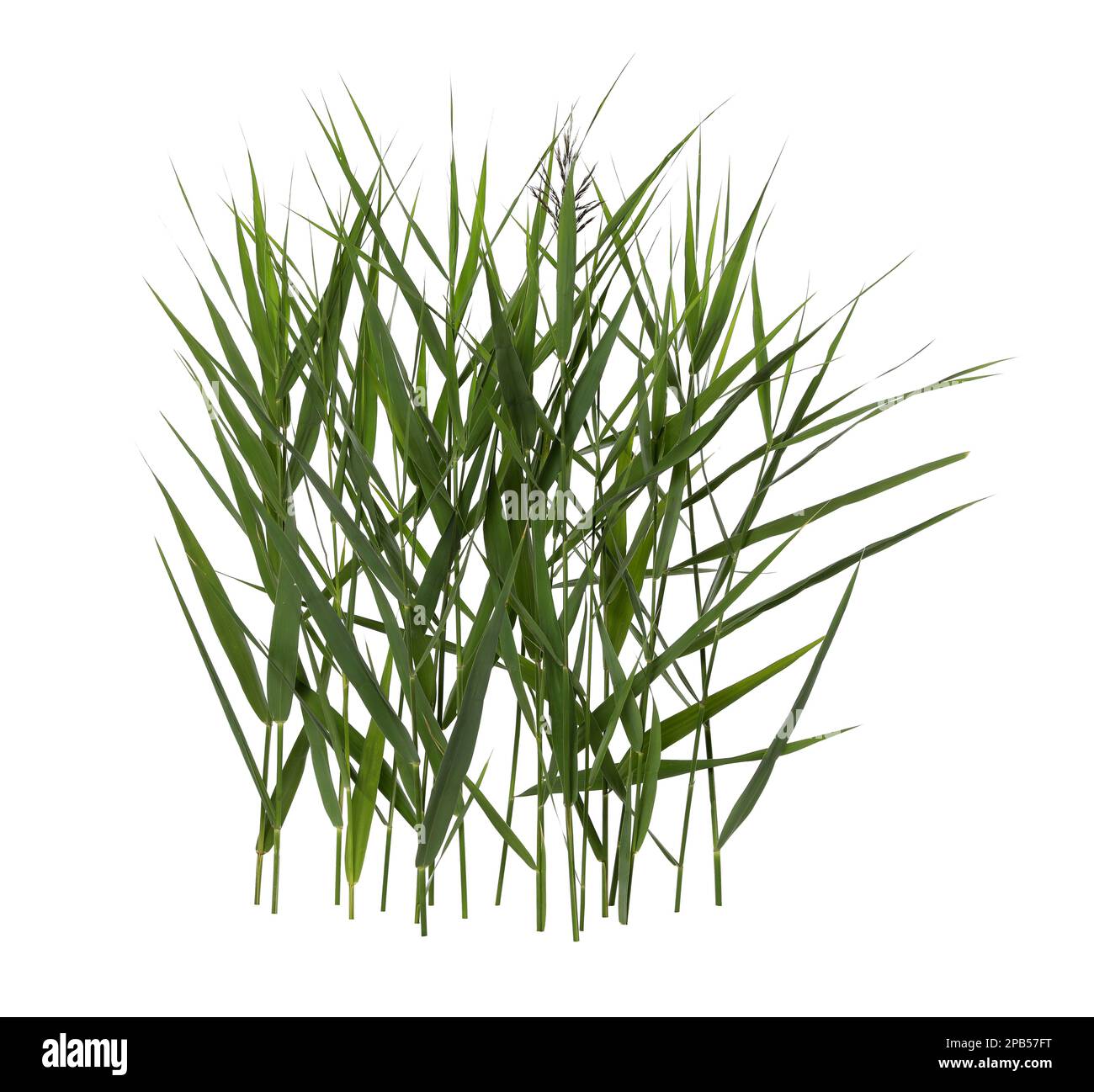 Beautiful reeds with lush green leaves and seed head on white ...