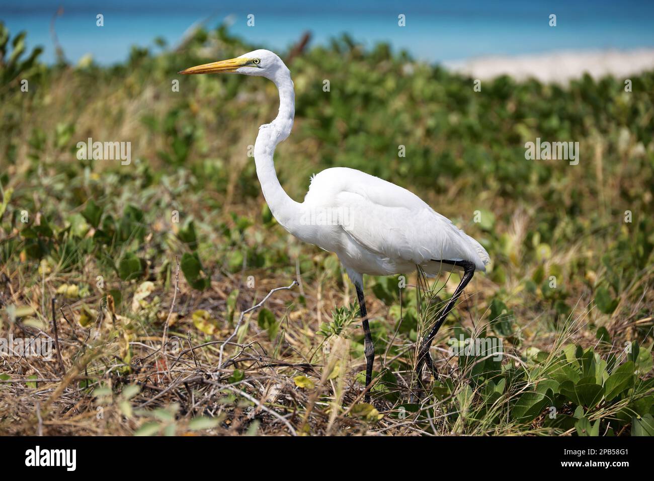 White heron hunts on the coast of the Atlantic ocean. Wildlife on ...
