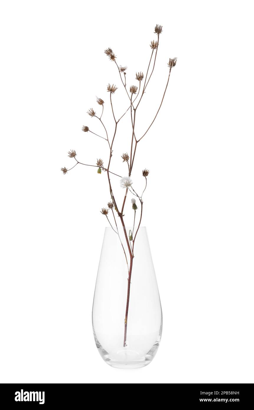 Beautiful plant in glass vase on white background Stock Photo - Alamy