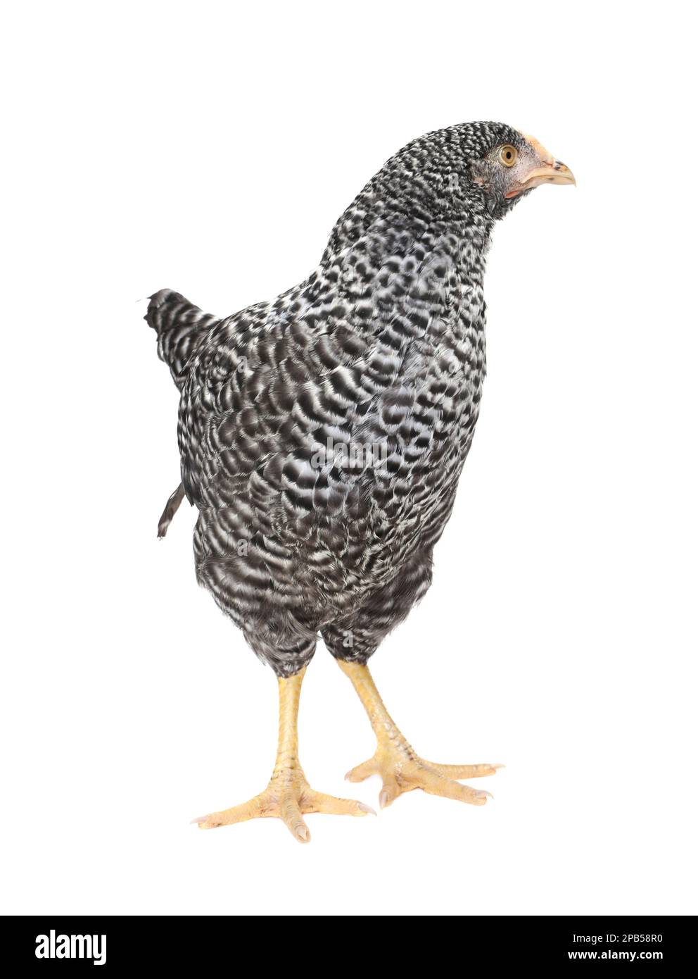 Beautiful chicken on white background. Domestic animal Stock Photo - Alamy