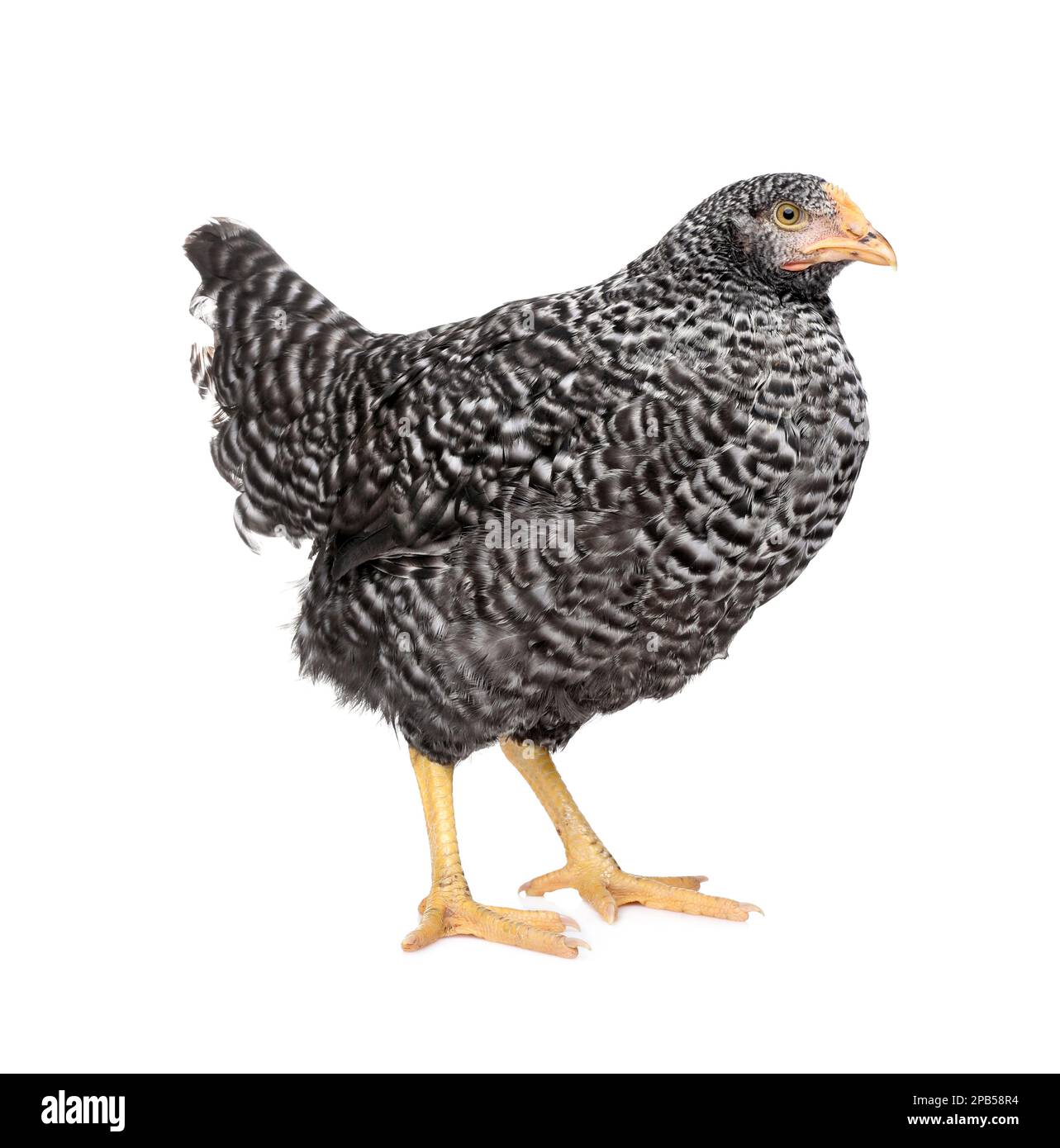 Beautiful chicken on white background. Domestic animal Stock Photo - Alamy