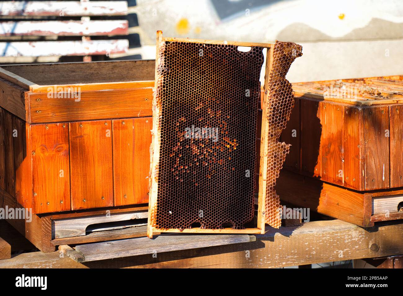 Damaged bee hive hidden in a park in winter sunny day. Czech Republic ...