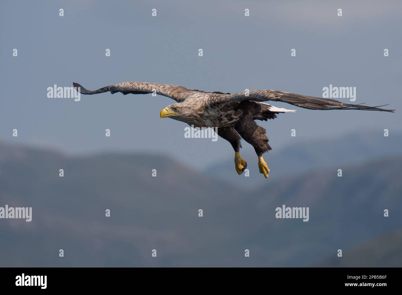 White-tailed eagle fishing, Isle of Mull, Scotland Stock Photo - Alamy