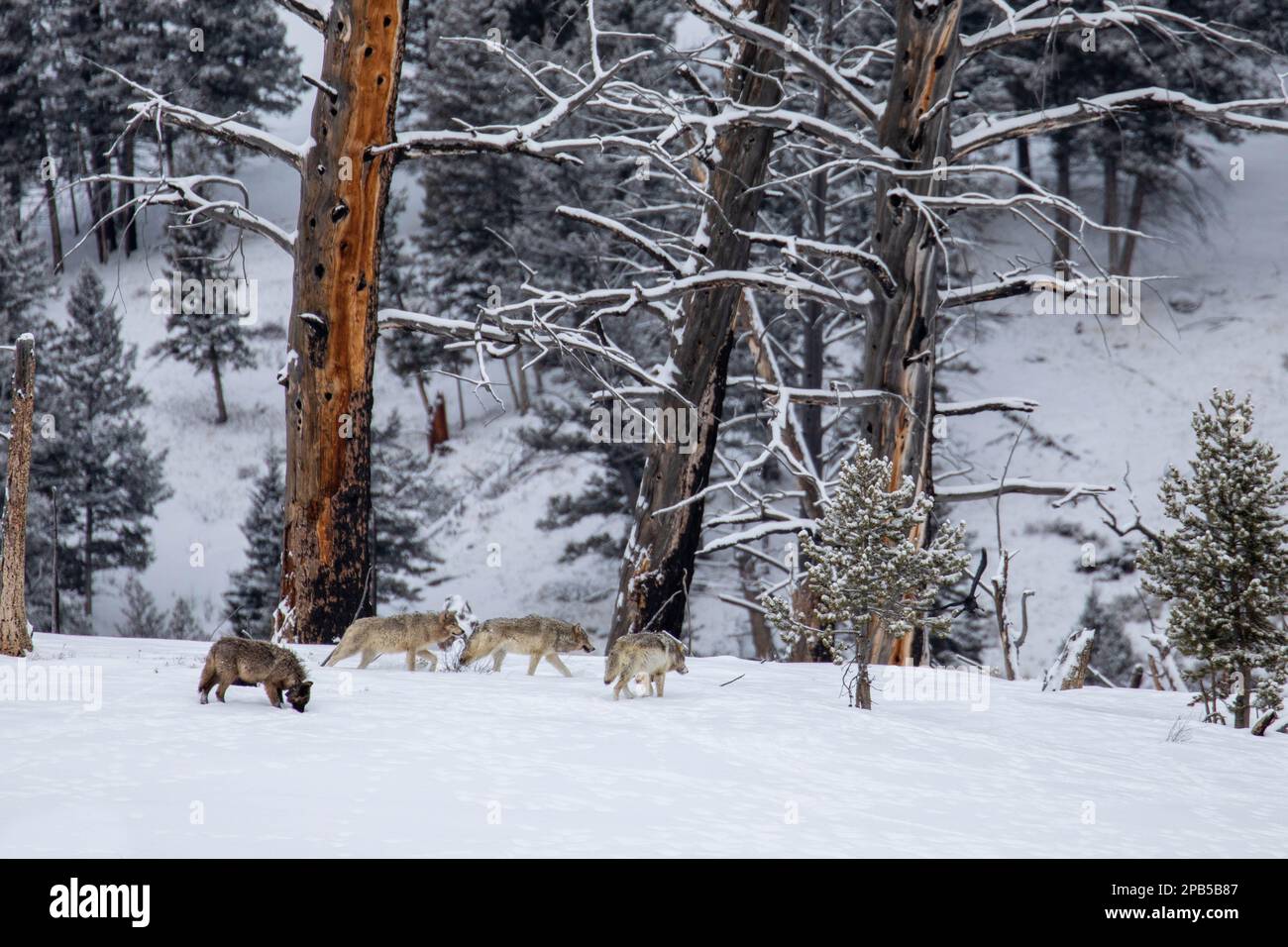Wolf Pack on the Move Stock Photo - Alamy