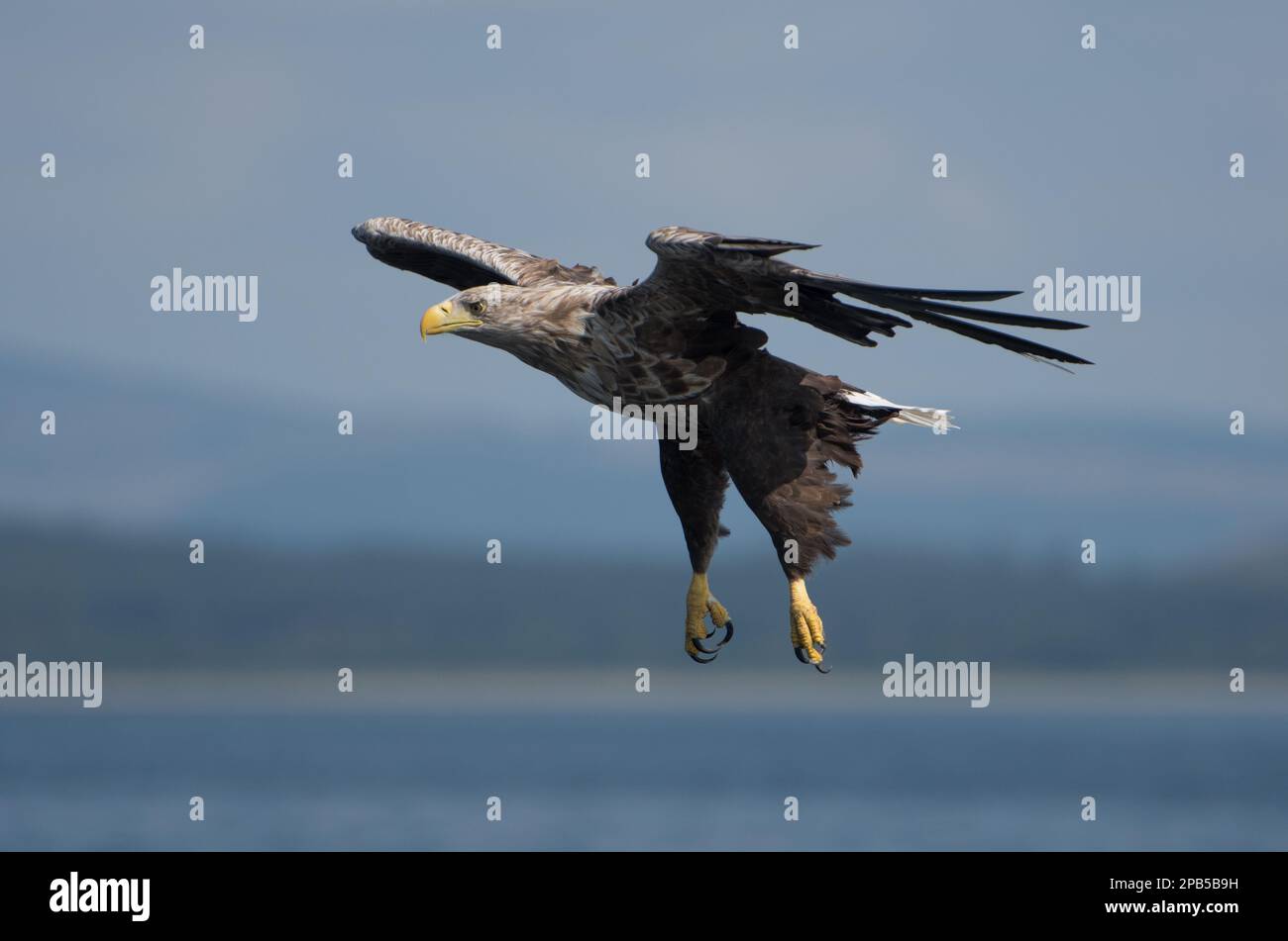 White-tailed eagle fishing, Isle of Mull, Scotland Stock Photo - Alamy