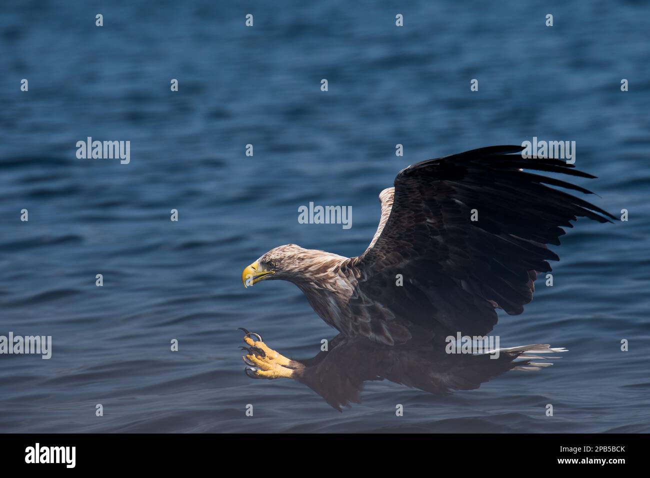 White-tailed eagle fishing, Isle of Mull, Scotland Stock Photo - Alamy