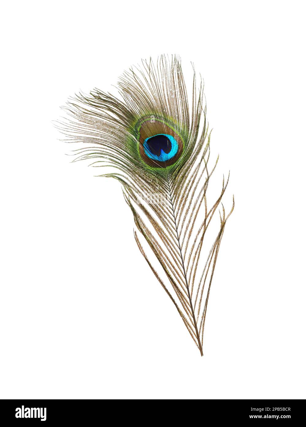 Beautiful bright peacock feather on white background Stock Photo - Alamy