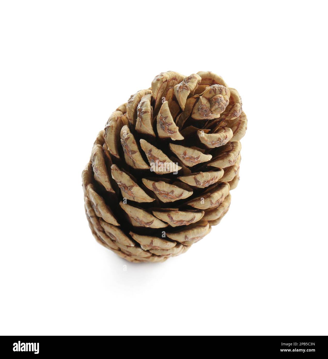 Beautiful dry pine cone isolated on white Stock Photo - Alamy