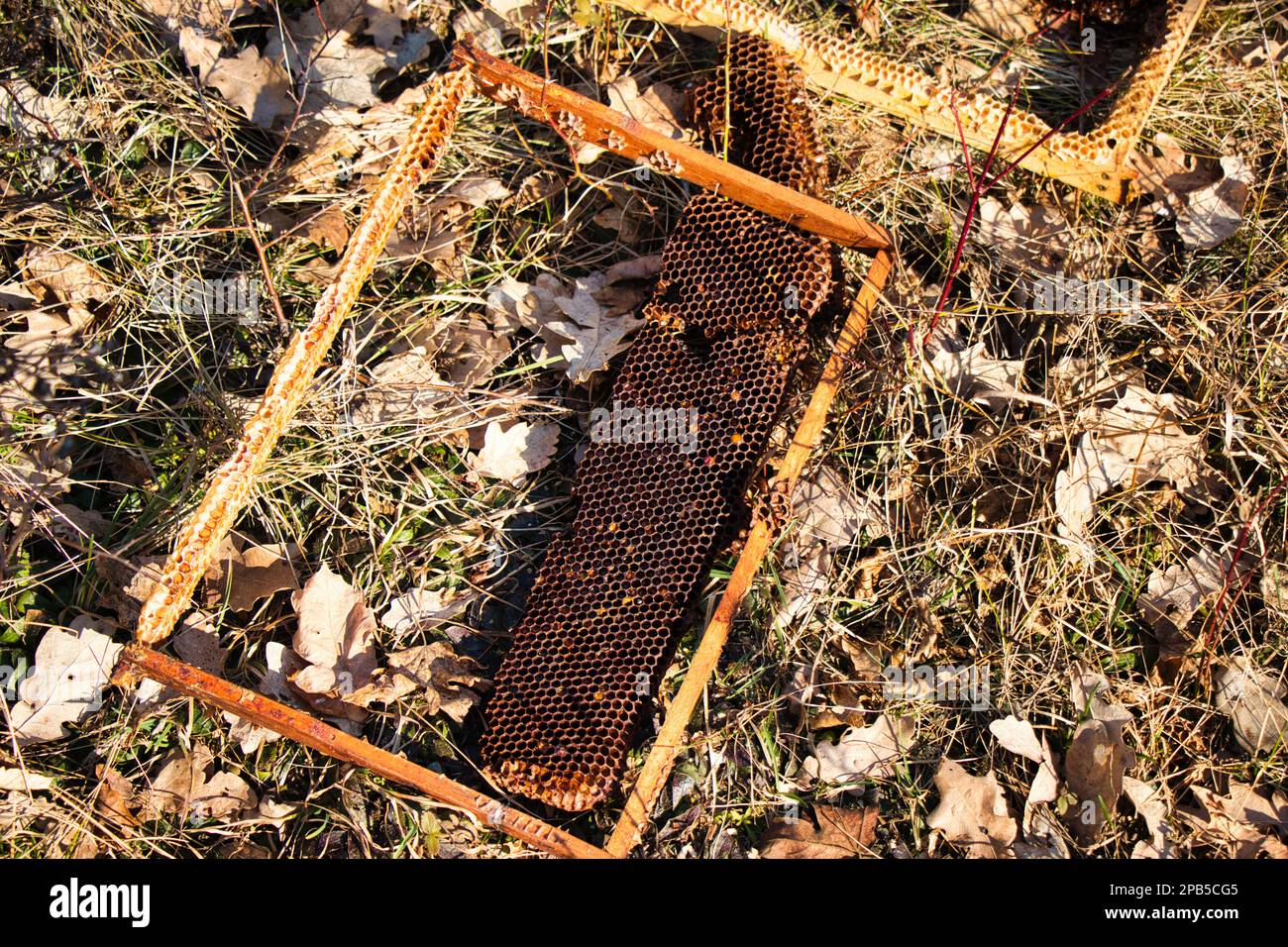 Damaged bee hive hidden in a park in winter sunny day. Czech Republic ...