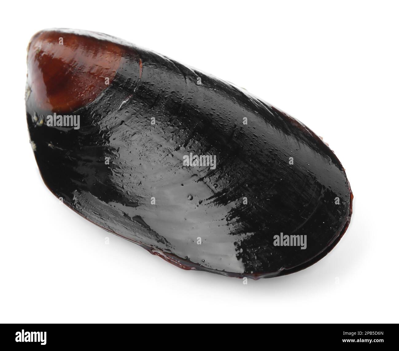 Raw mussel in shell isolated on white Stock Photo - Alamy
