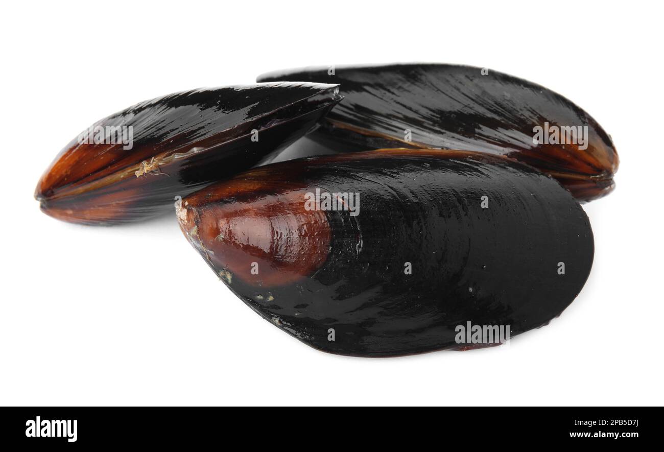 Raw mussels in shells on white background Stock Photo - Alamy