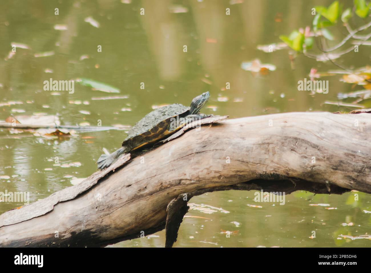 Black turtle on a tree above the water, sun turtles On a dry log Stock ...
