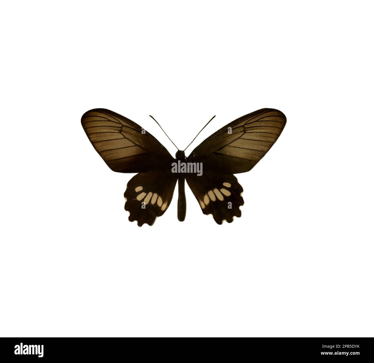 Beautiful fragile exotic butterfly on white background Stock Photo - Alamy