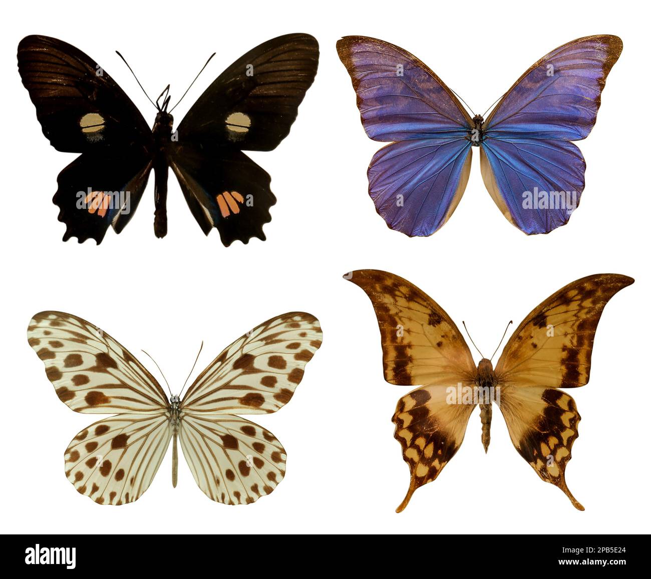 Set with beautiful exotic butterflies on white background Stock Photo ...