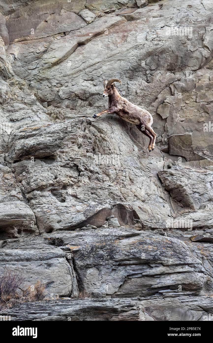 A big horn sheep leaps up a steep rock cliff in Montana Stock Photo - Alamy