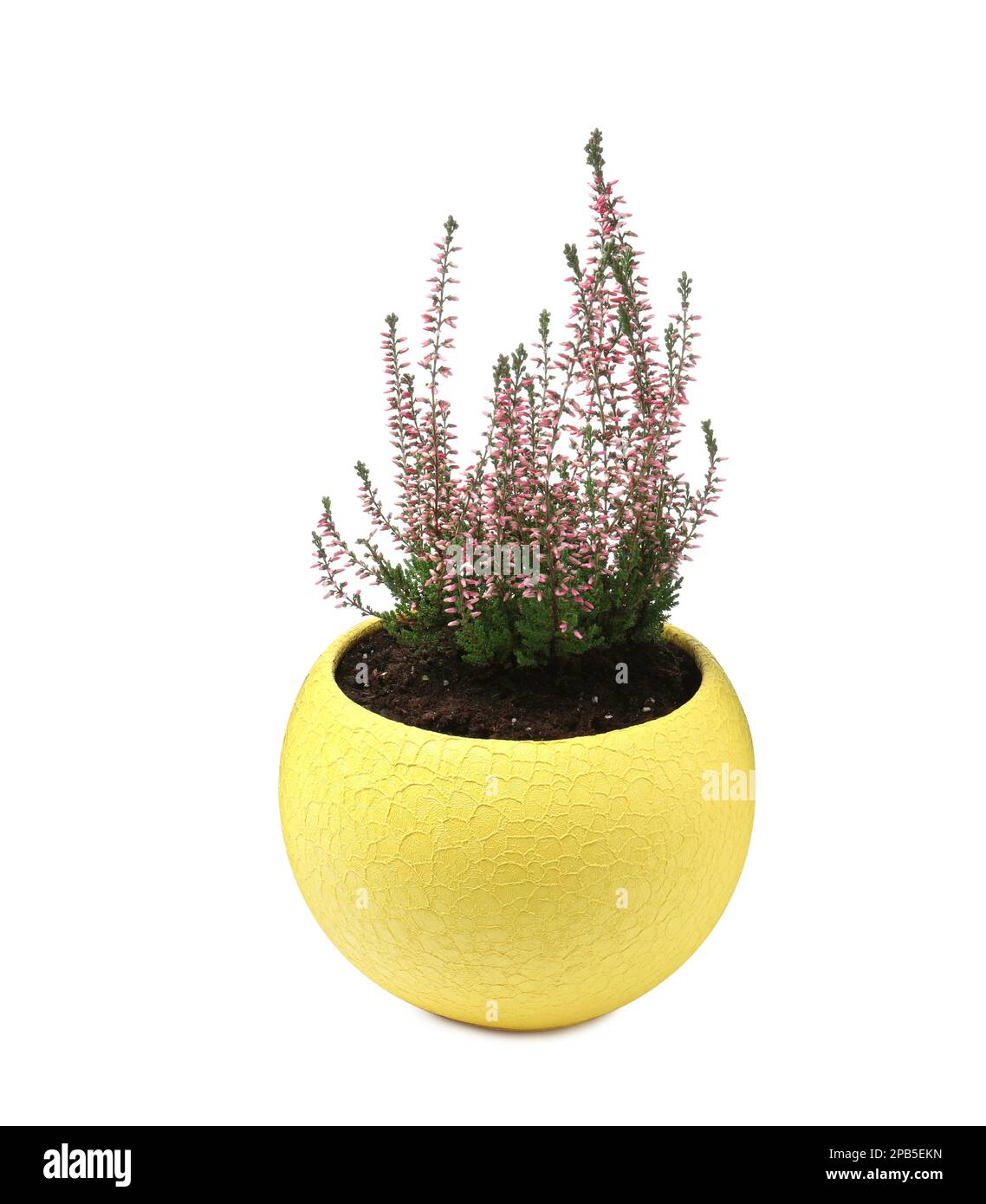Beautiful heather in flowerpot isolated on white Stock Photo - Alamy