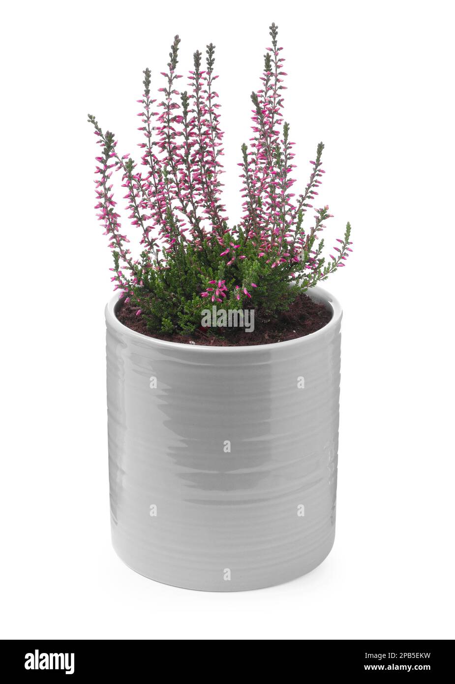 Beautiful heather in flowerpot isolated on white Stock Photo - Alamy