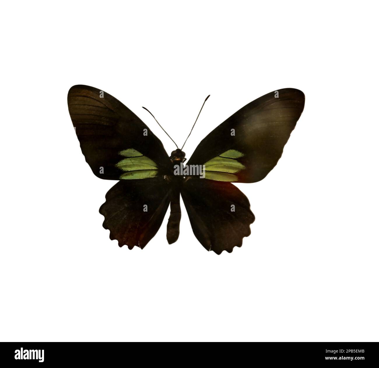 Beautiful fragile exotic butterfly on white background Stock Photo - Alamy