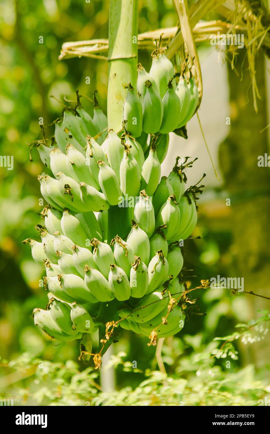 cultivated green banana, Klui Namwa, with green peel, easy to grow ...
